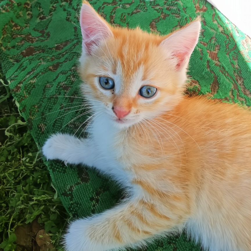 Котёнок в добрые руки