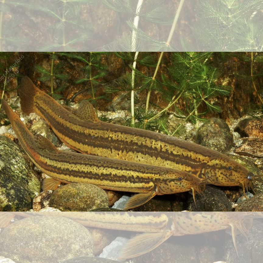 Вьюн рыба для пруда санитар