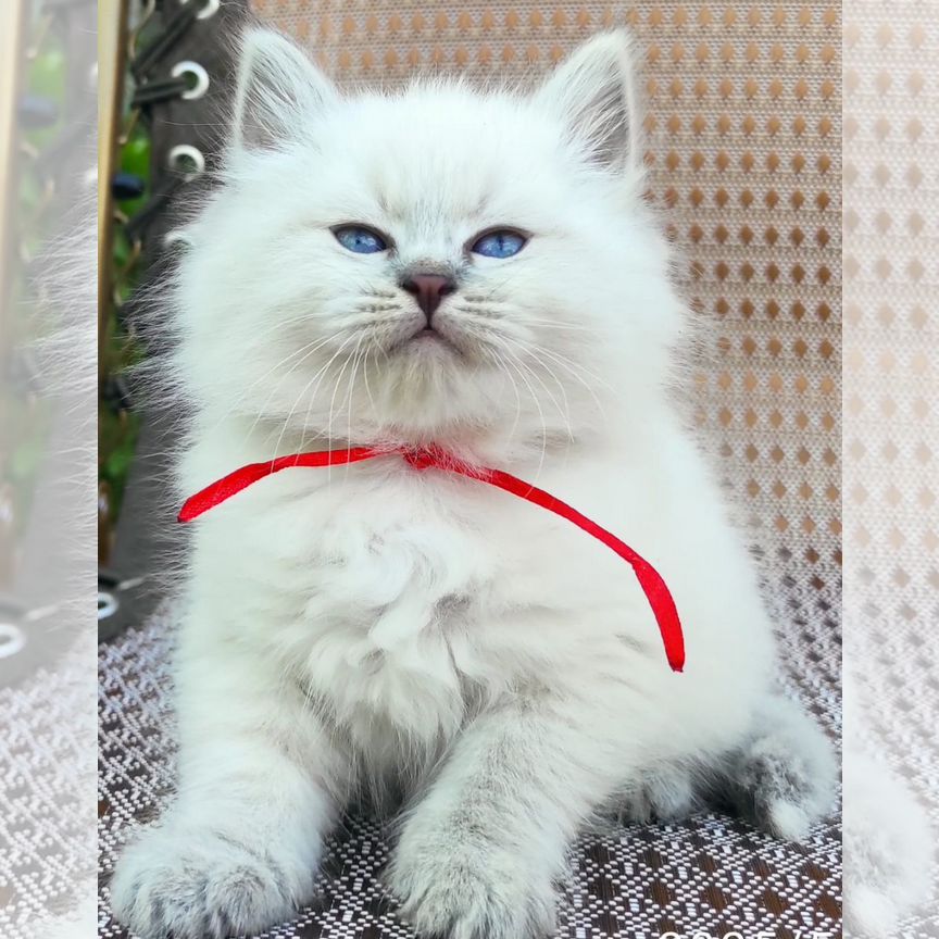 Котята невская маскарадная порода