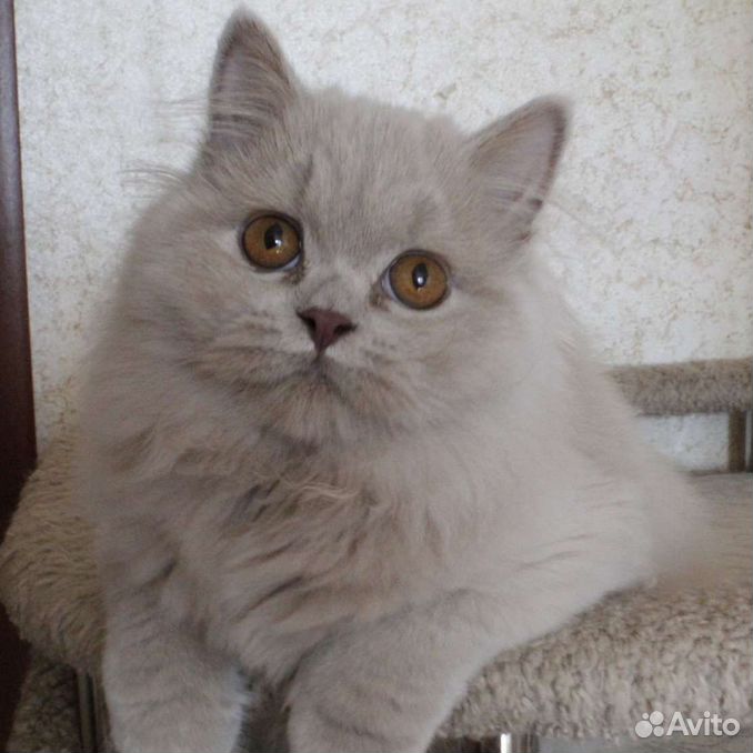 Британская длинношерстная кошечка