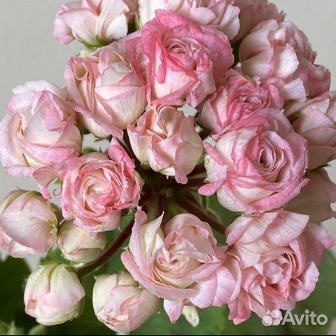 Пеларгония Denise sutarve купить в Москве | Товары для дома и дачи | Авито