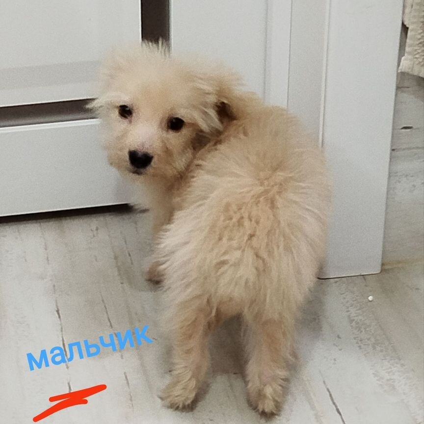 Щенок в добрые руки