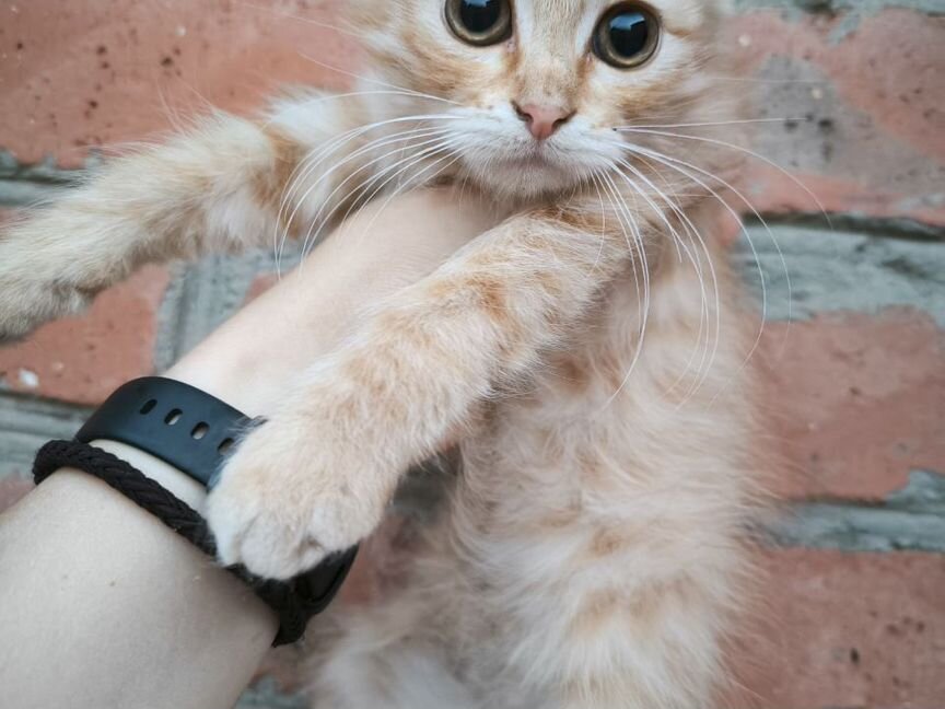 Котята 2 месяца