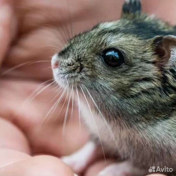 Джунгарский хомячок с коробкой