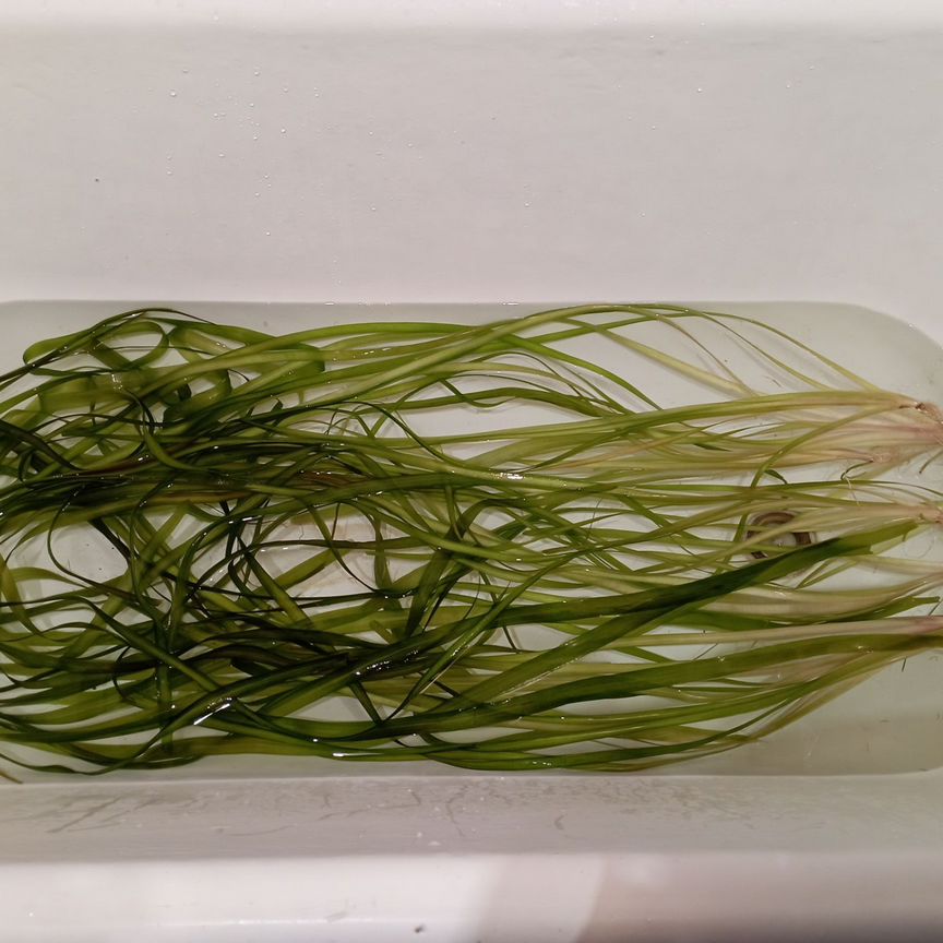 Аквариумные растения