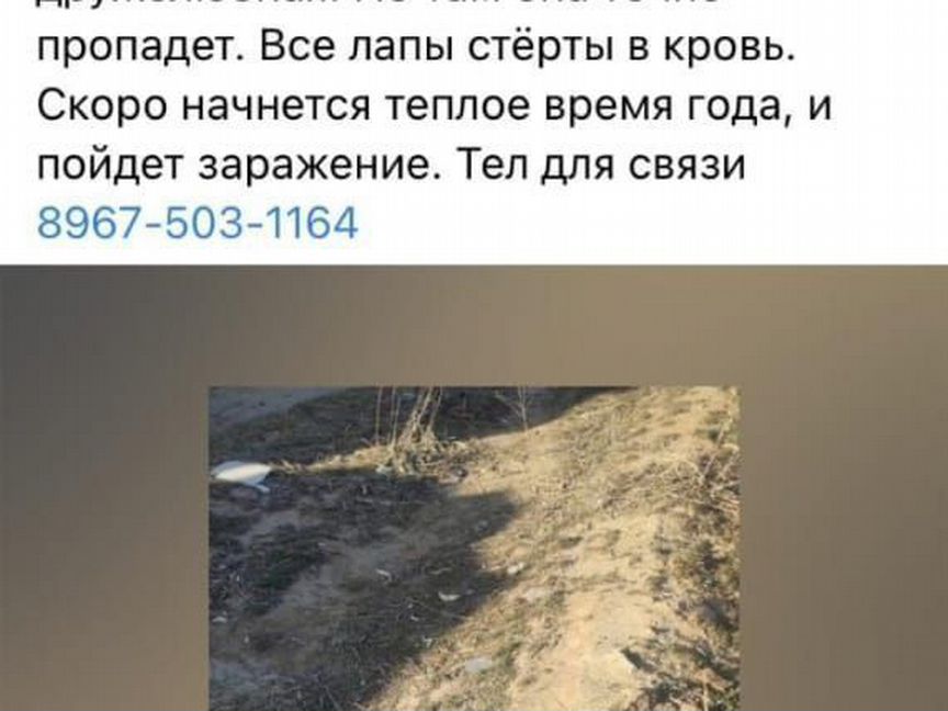 Собака спинальник Астрахань