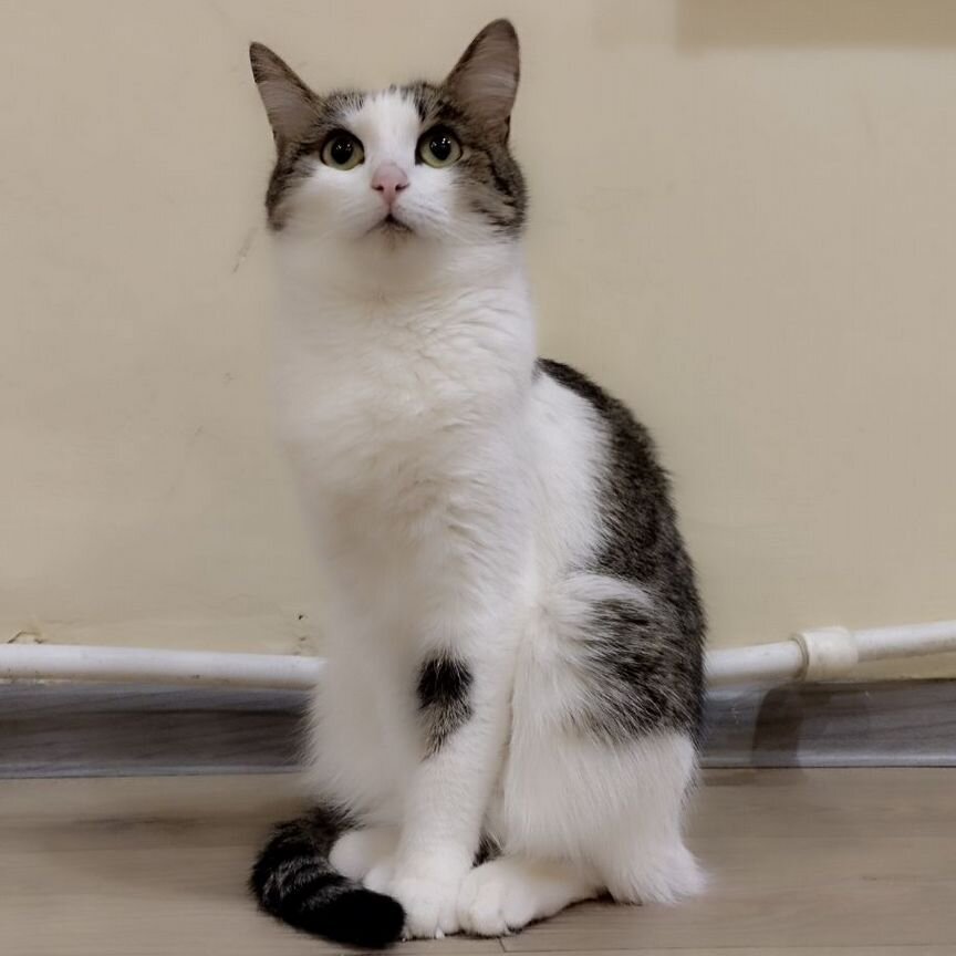 Кошка Максим ищет дом