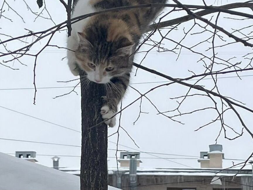 Котенок ищет дом