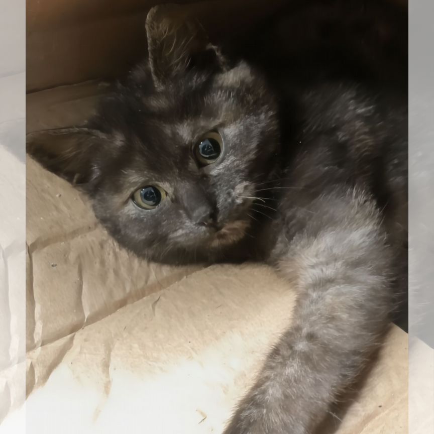 Котёнок в добрые руки