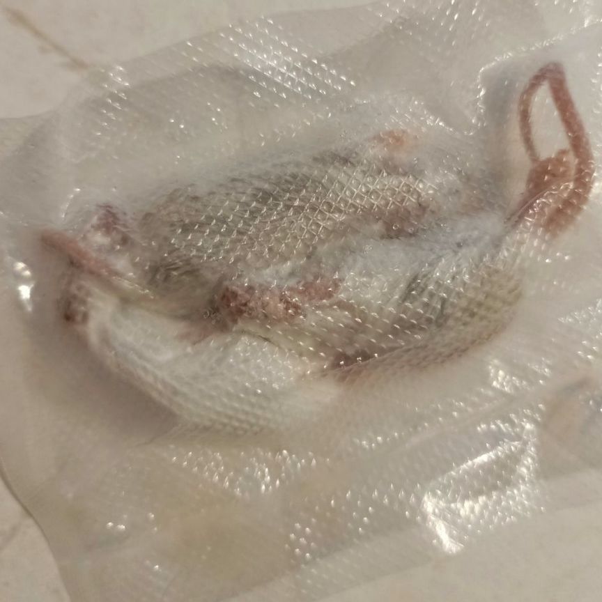 Кормовые мыши