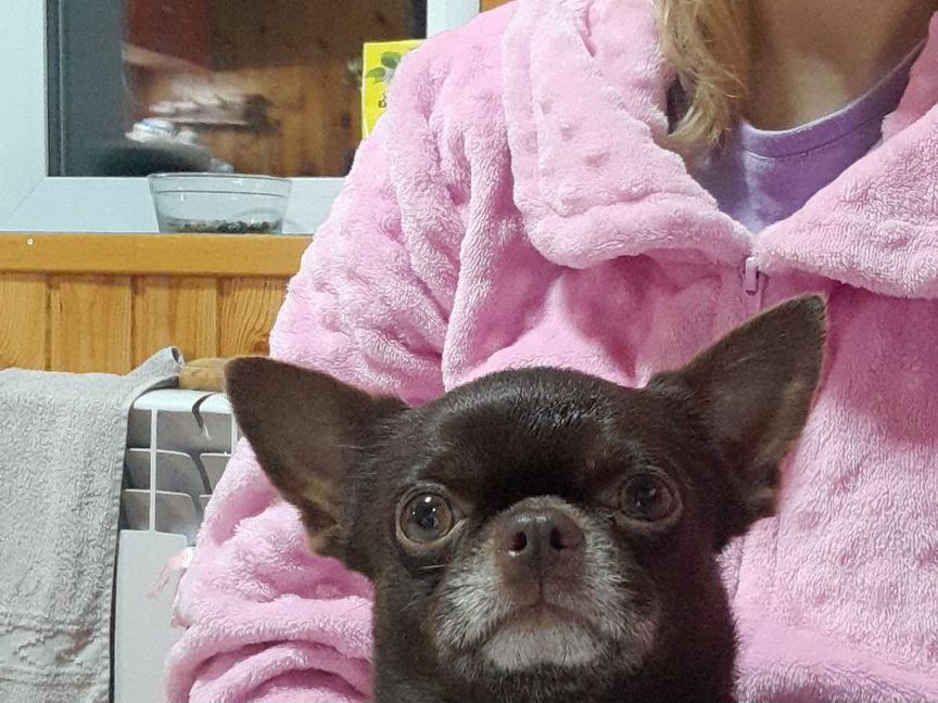 Чихуахуа вязка