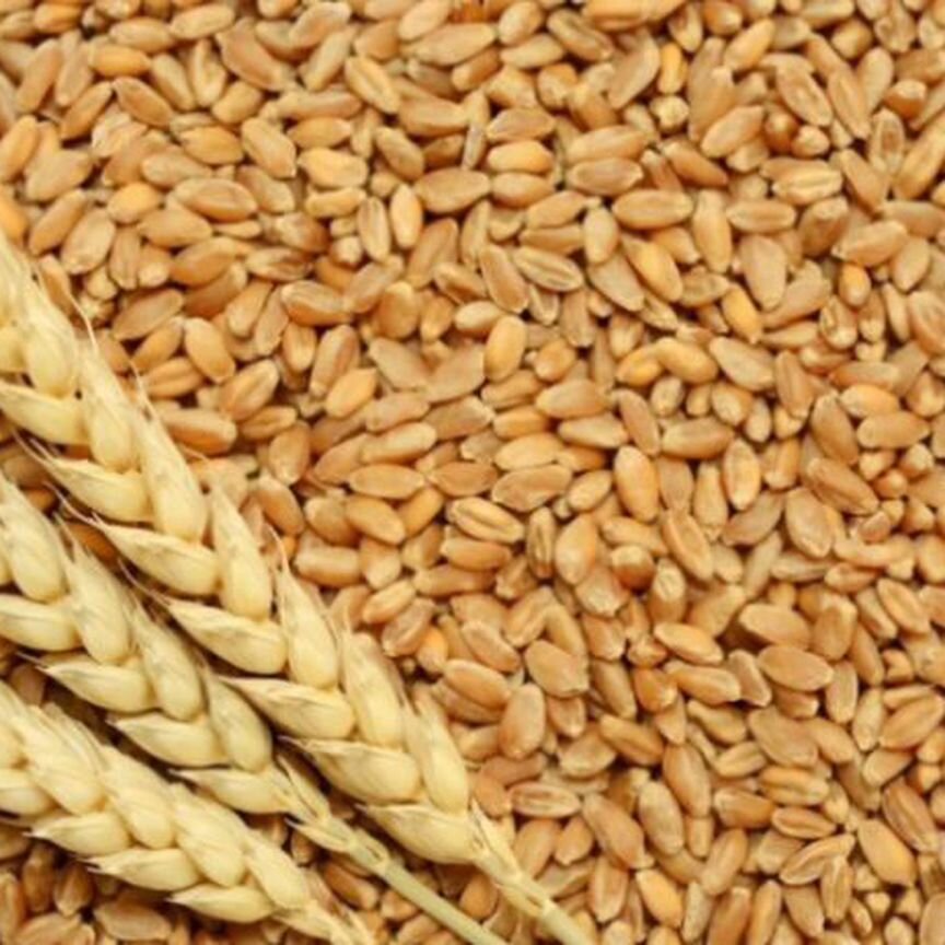 Зерно пшеница ячмень