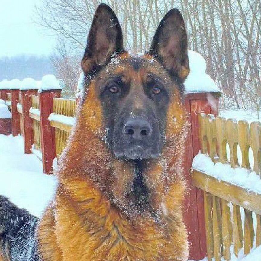 Щенки немцы От немецких овчарок