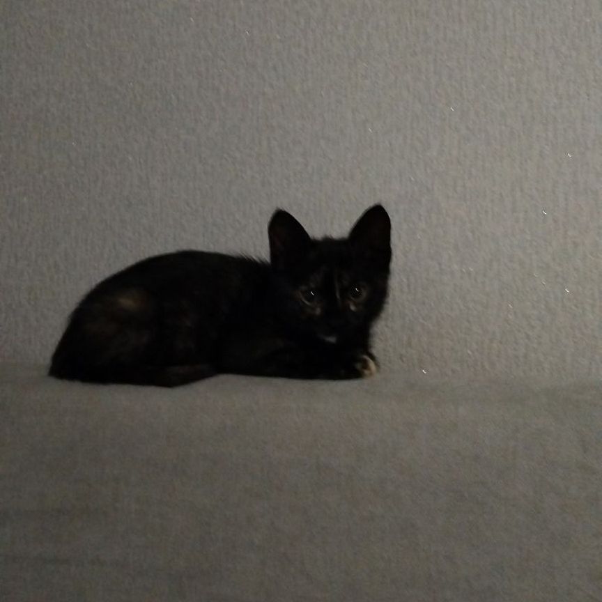 Отдам в добрые руки котенка девочку