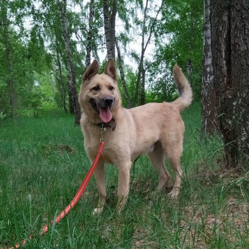 Умнейший Шарик в поисках дома