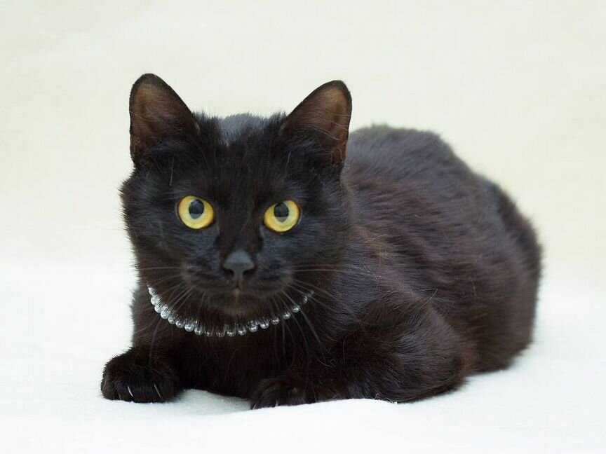 Кошечка Пумба ищет дом