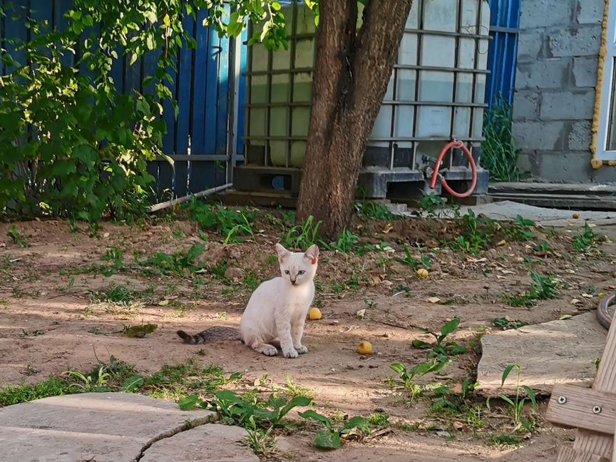 Котята в дар бесплатно