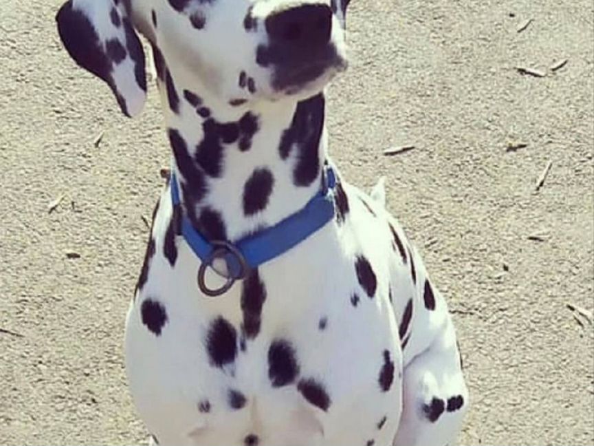 Вязка далматинца