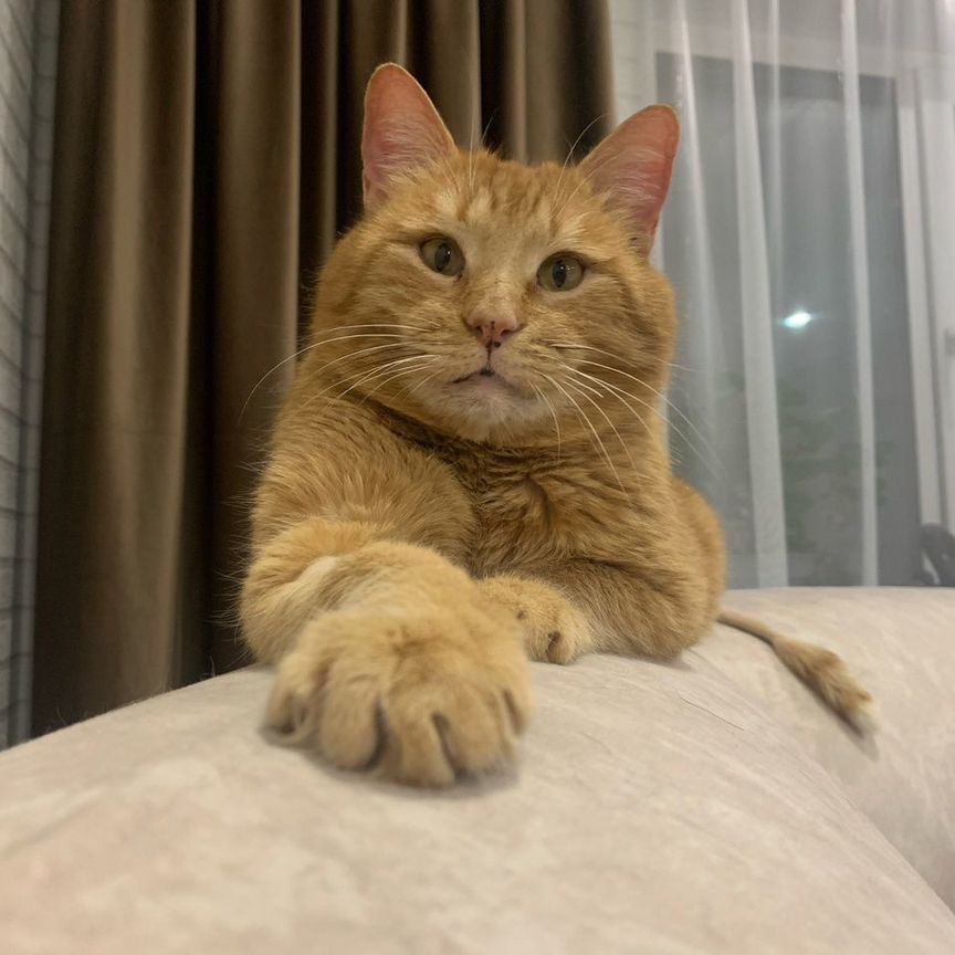 Рыжий кот в добрые руки