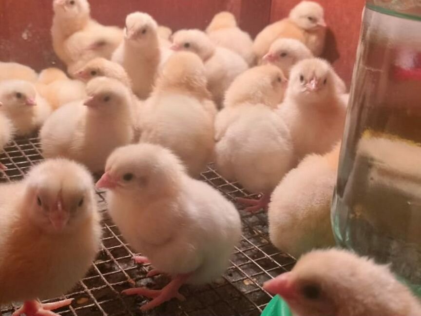 Цыпленок бролер Рос308 Португалия