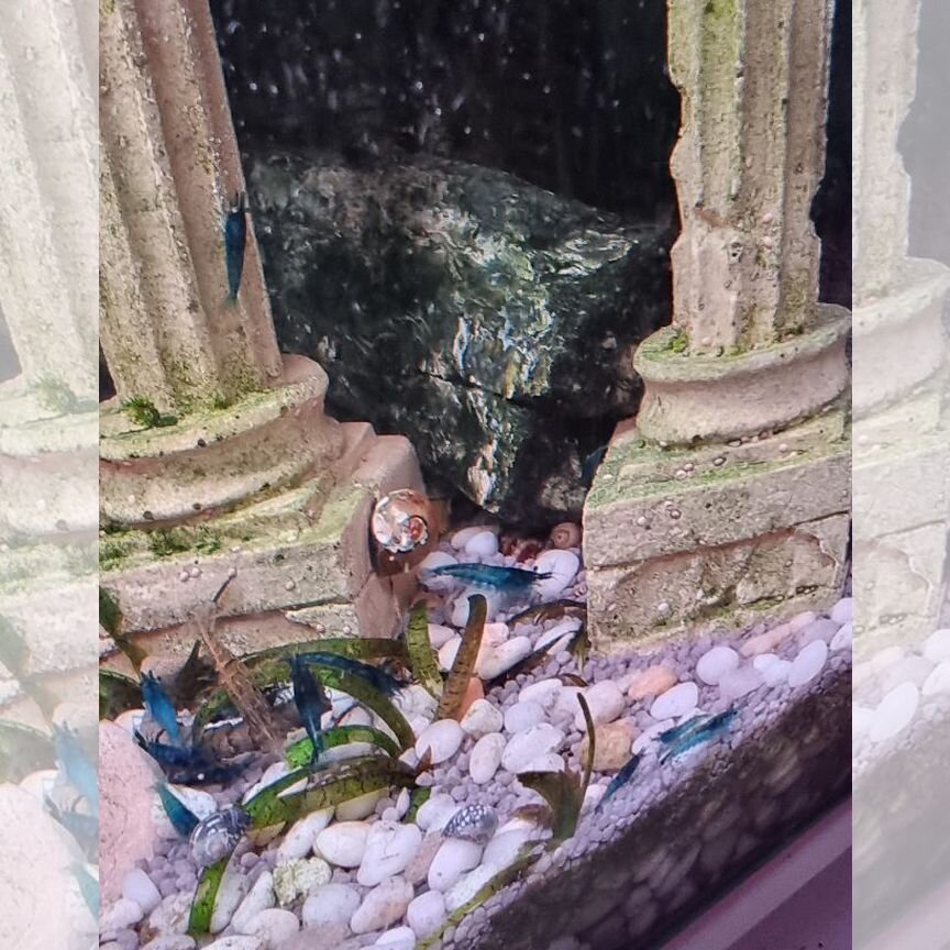 Креветки Голубая мечта (blue dream)