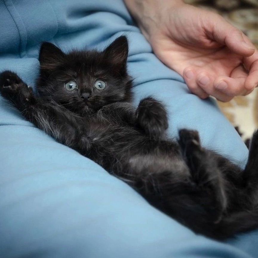Пуся номер один, роскошная кошечка (2мес.)