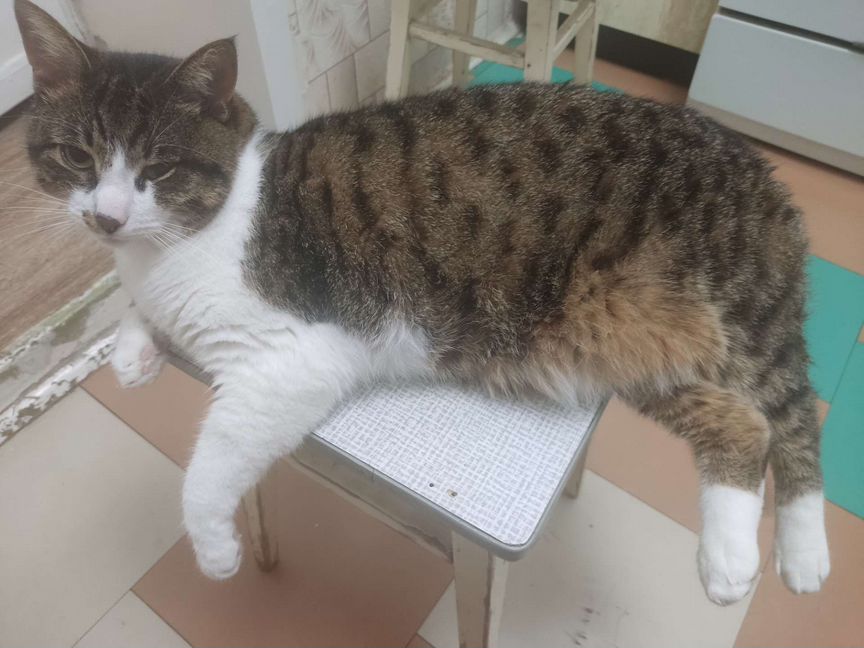 Кот толстый