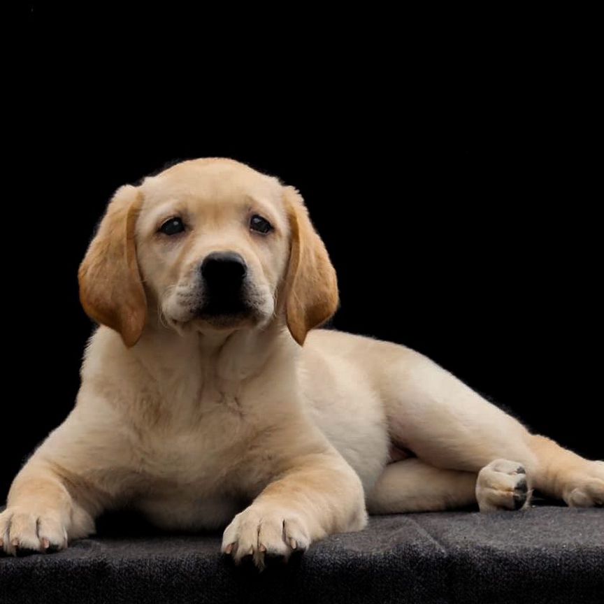 Лабрадор-ретривер, щенок
