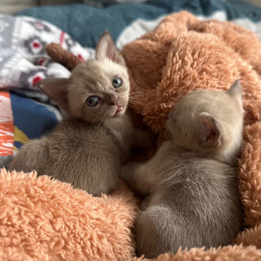 Европейский бурманский котёнок