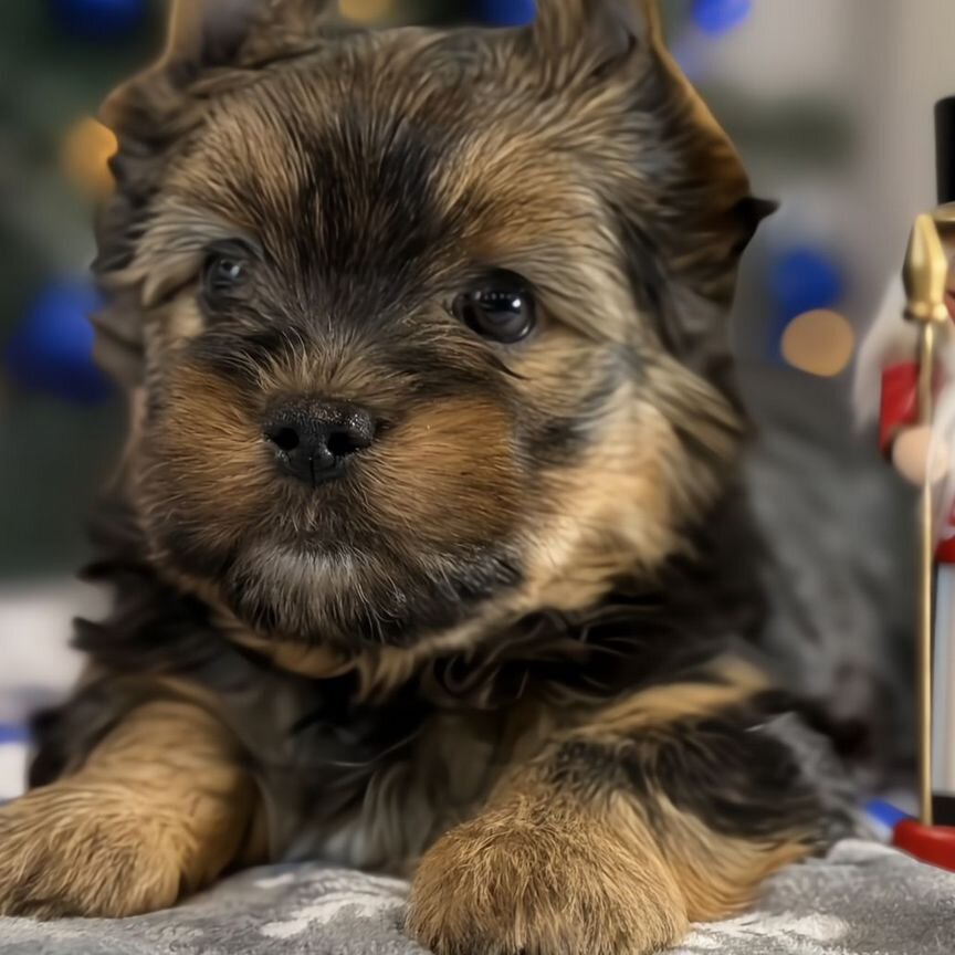 Йоркширский терьер, щенок