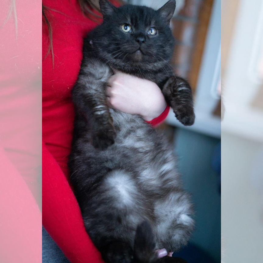 Британский кот
