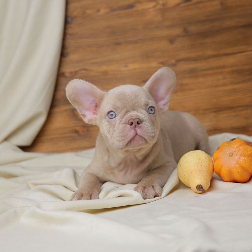 Французский бульдог крем брюле