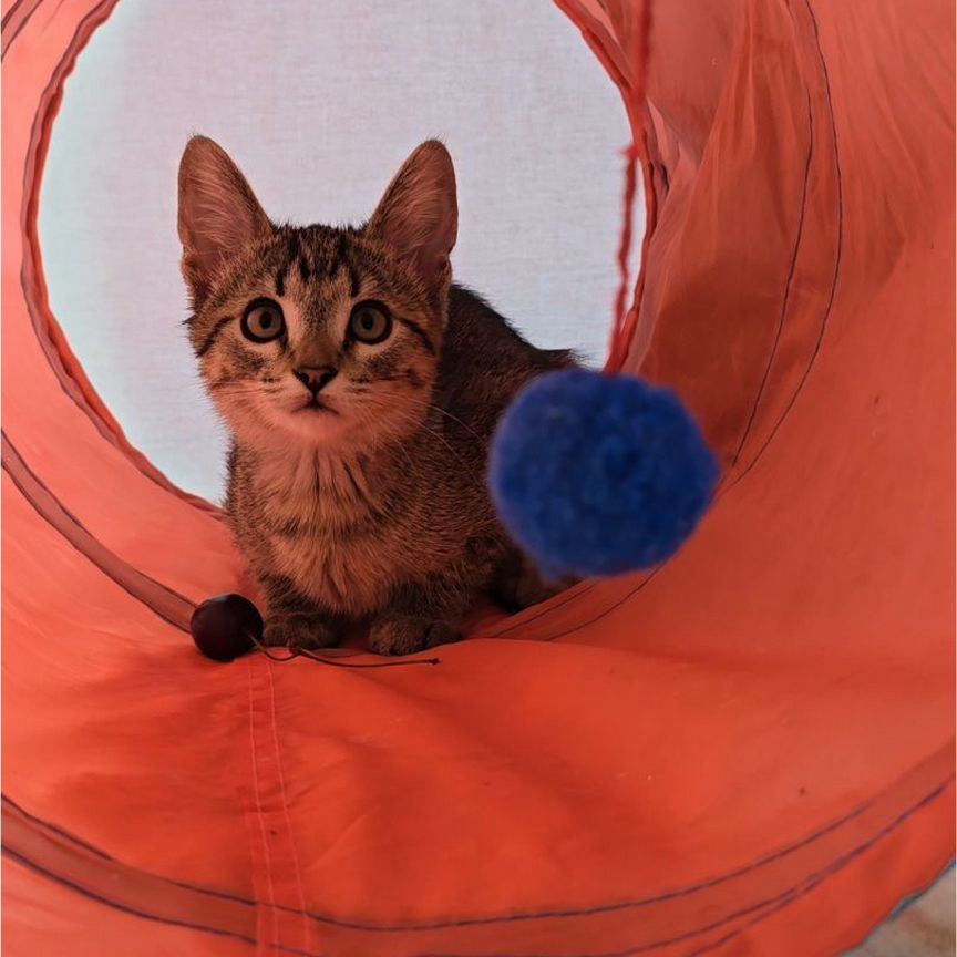 Котёнок в добрые руки