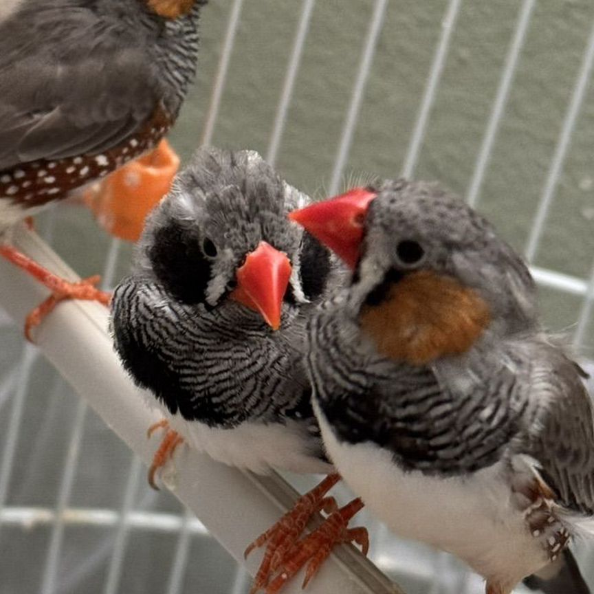 Амадины с клеткой