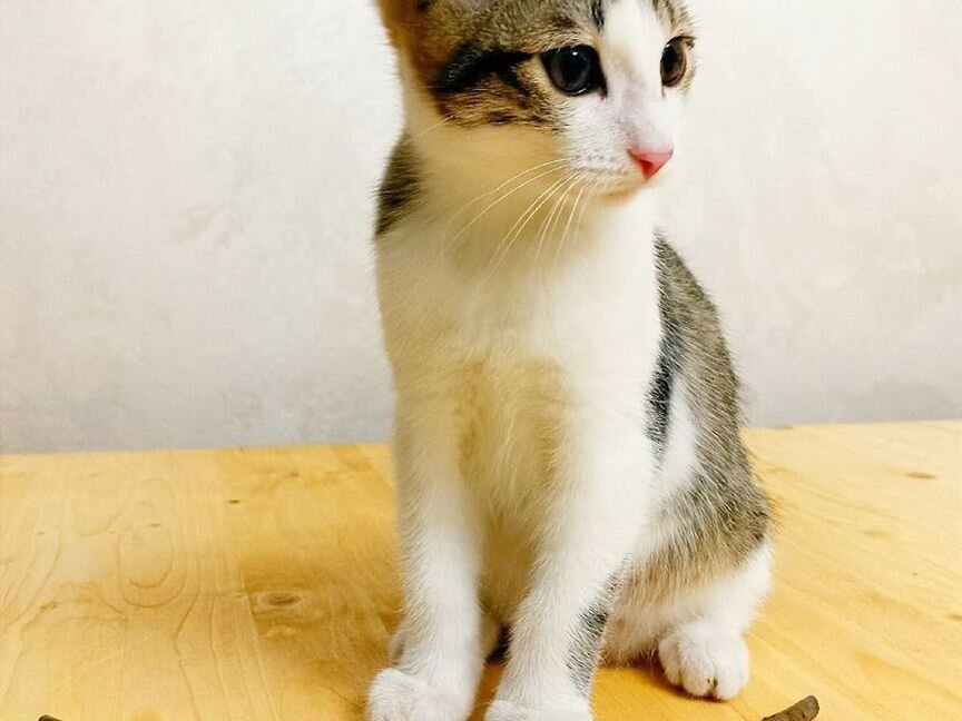 Котята в добрые руки даром