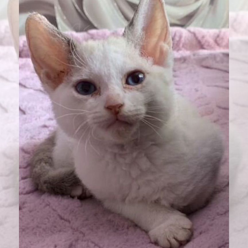 Канадский сфинкс котёнок