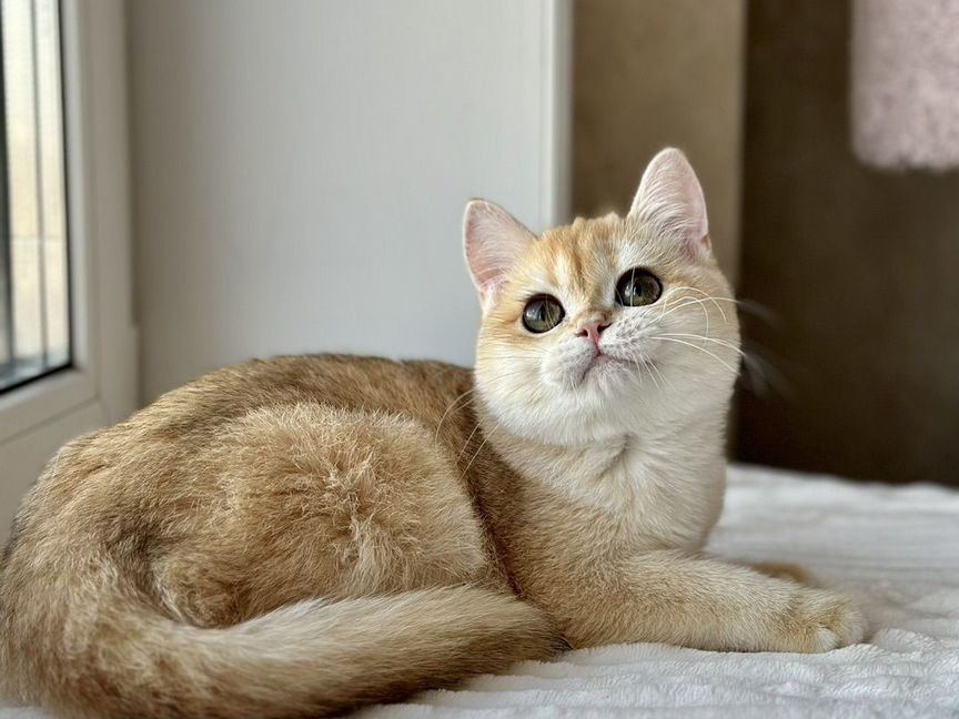Британская кошка золотая шиншилла bri ny12