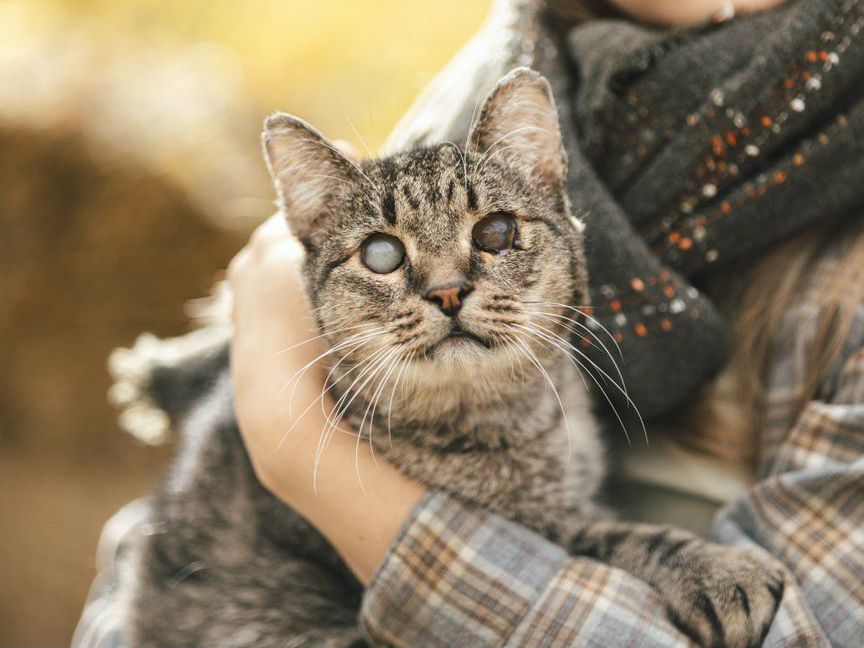 Особенный кот в добрые руки