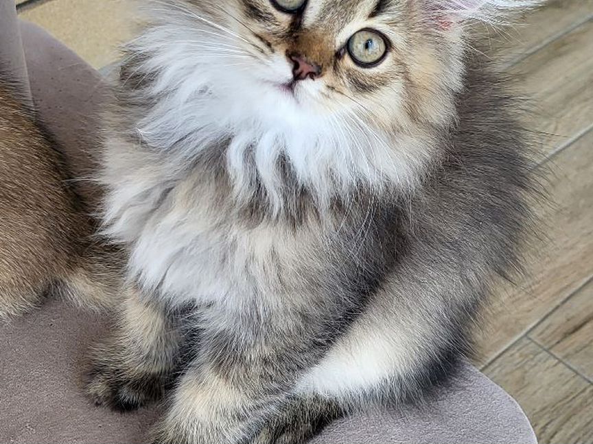 Шотландские вислоухие котята