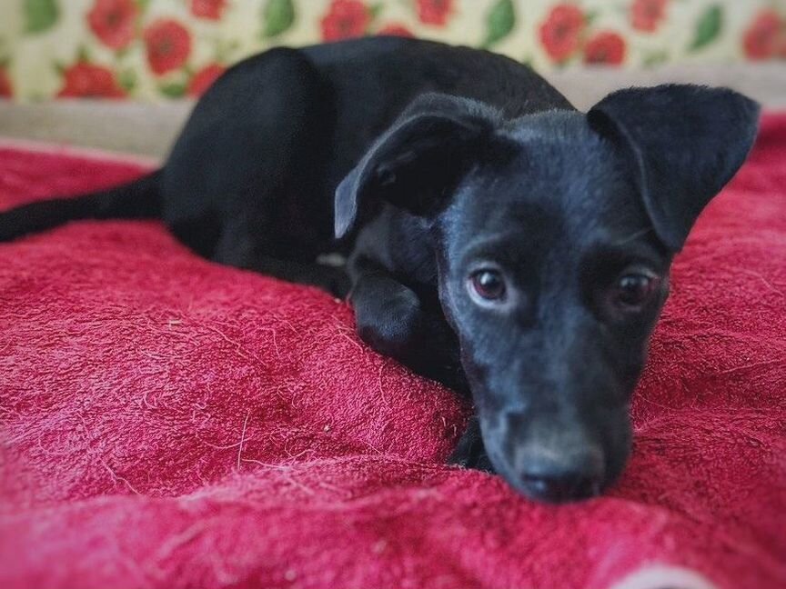 Щенок в добрые руки