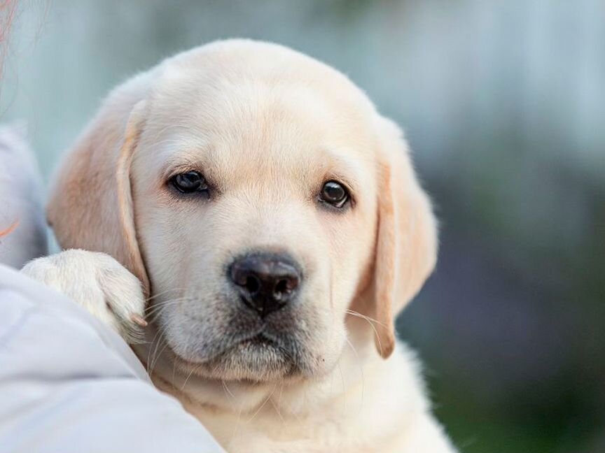Лабрадор ретривер щенок мальчик