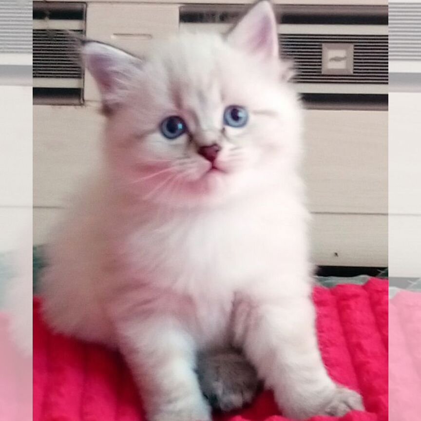 Невский маскарадный котёнок