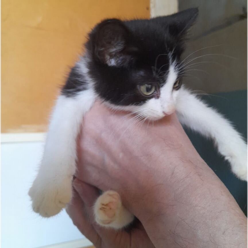 Котёнок в добрые руки