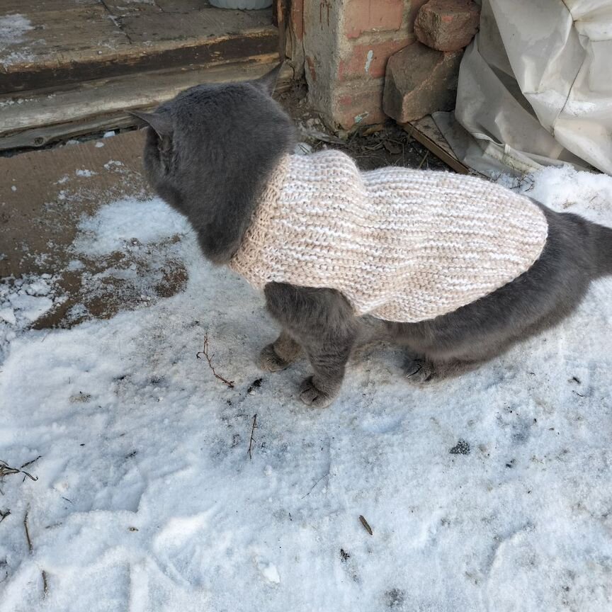 Британский котик