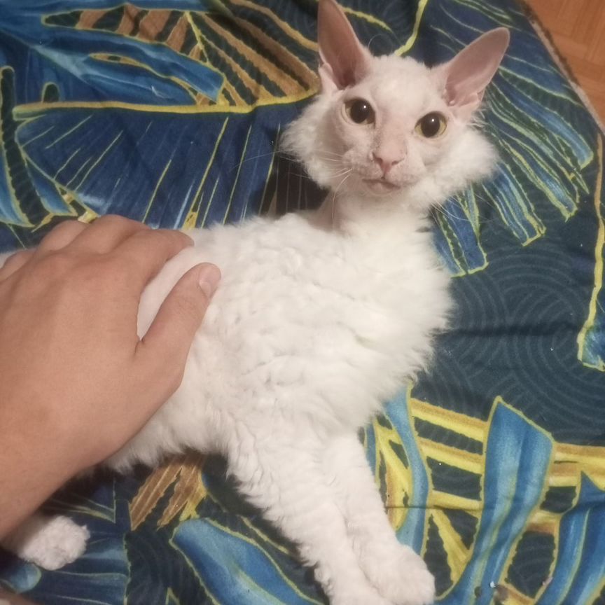 Кошку завут плюша