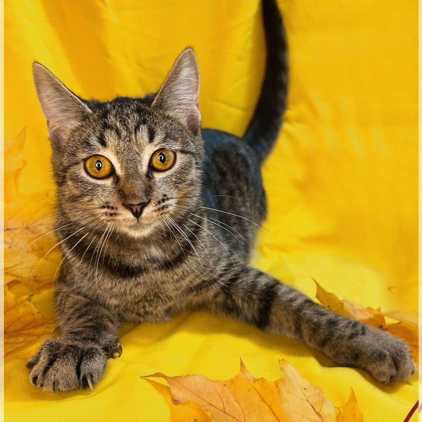 Котенок липучка хочет в семью