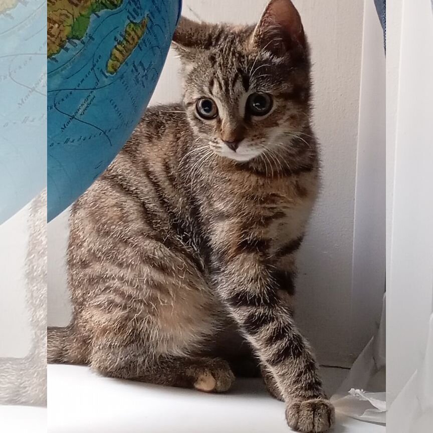 Азиатская табби котёнок