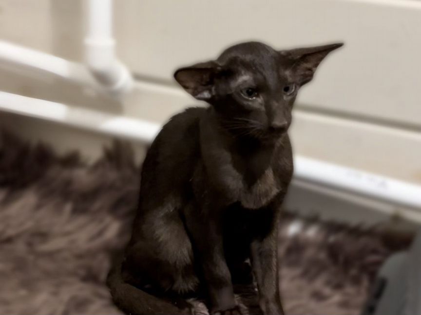 Ориентальные котята экстрим и современный тип