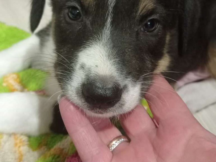 Щенок,замечательный мальчик,1.5 мес