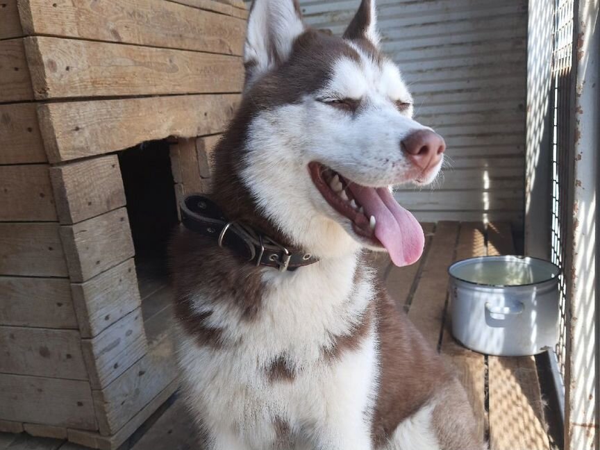 Сибирский хаски в поисках дома